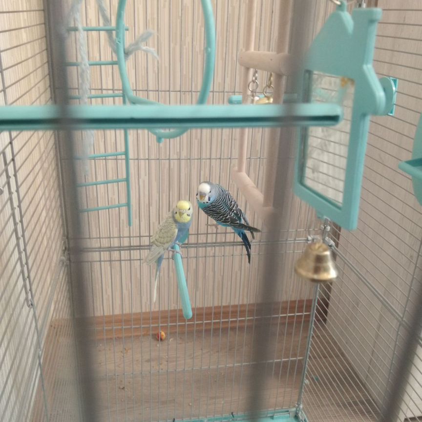 Волнистый попугай с клеткой