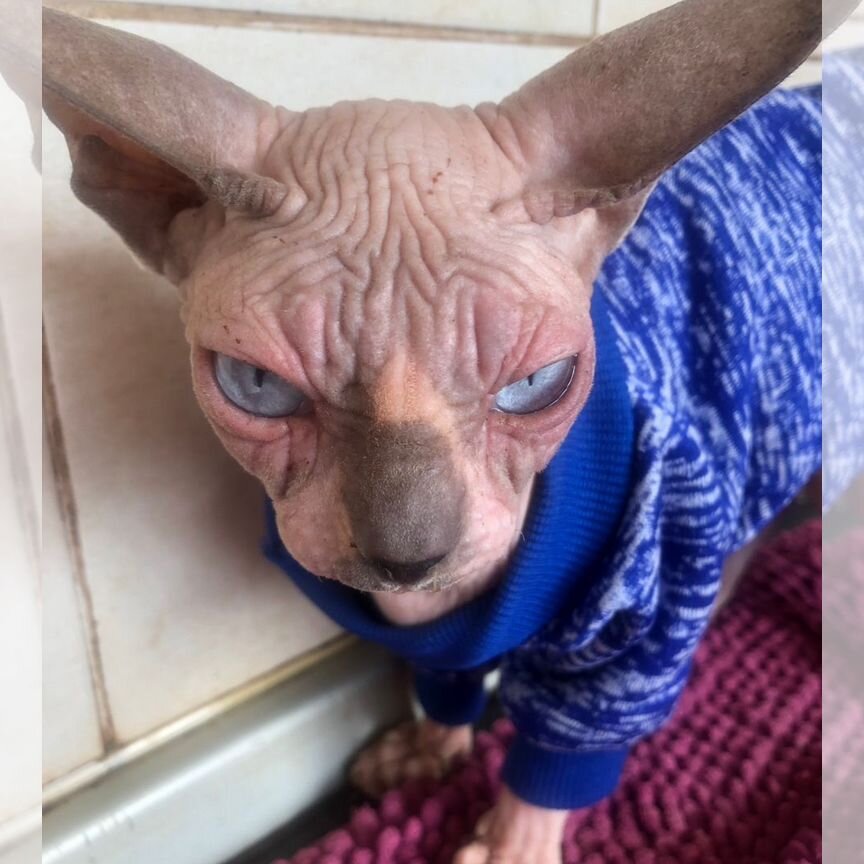 Канадский сфинкс котёнок