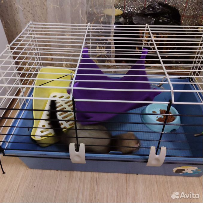 Хорек с клеткой