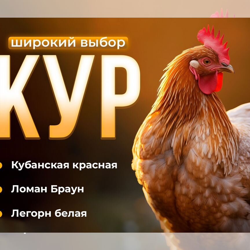 Куры несушки с доставкой