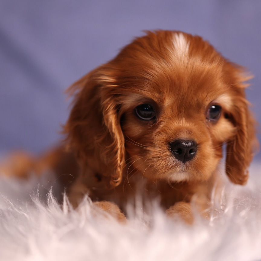 Кавалер кинг-чарльз-спаниель, щенок