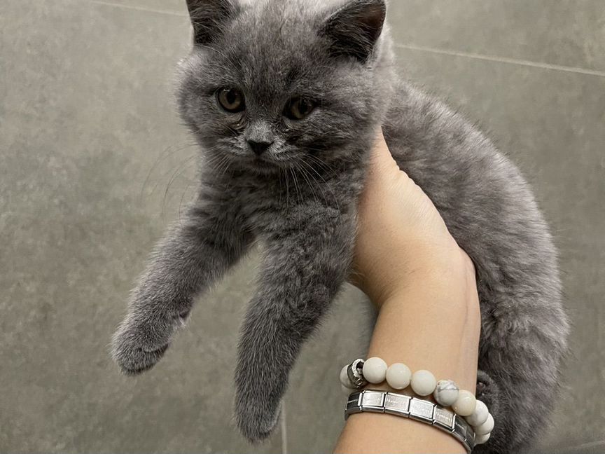 Котенок британский
