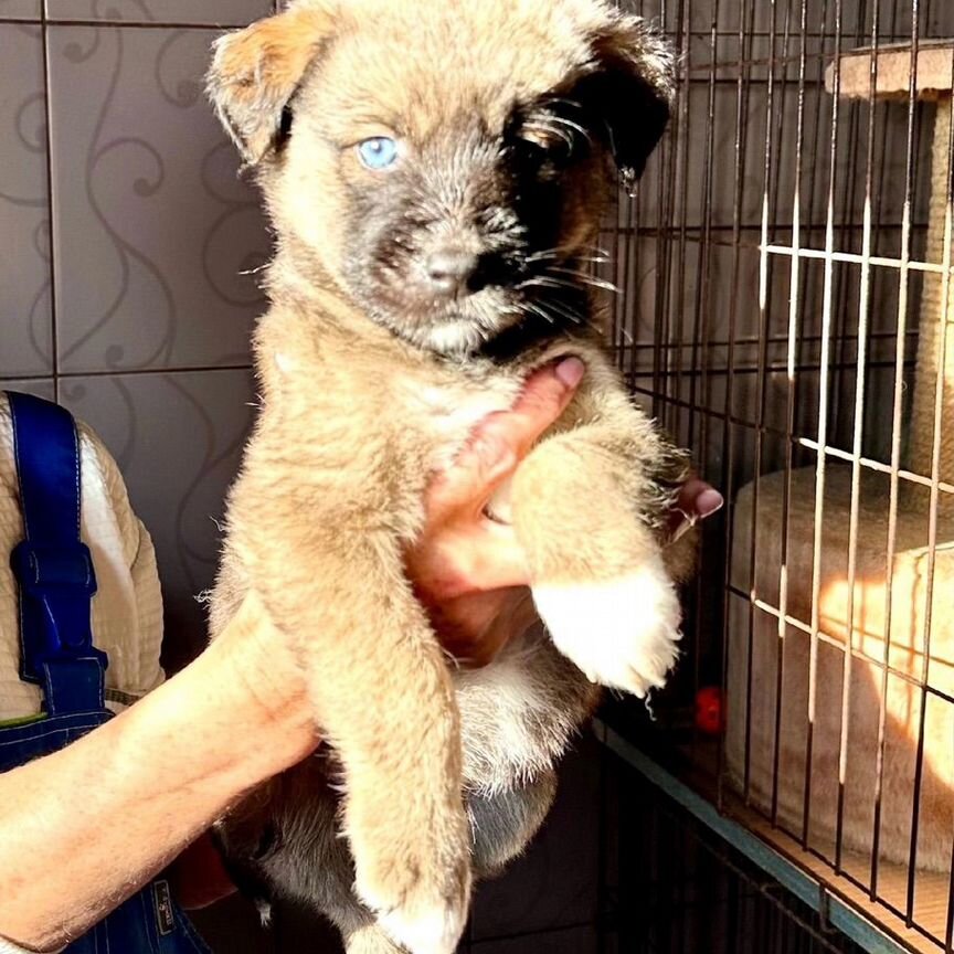 Щенки в дом и квартиру