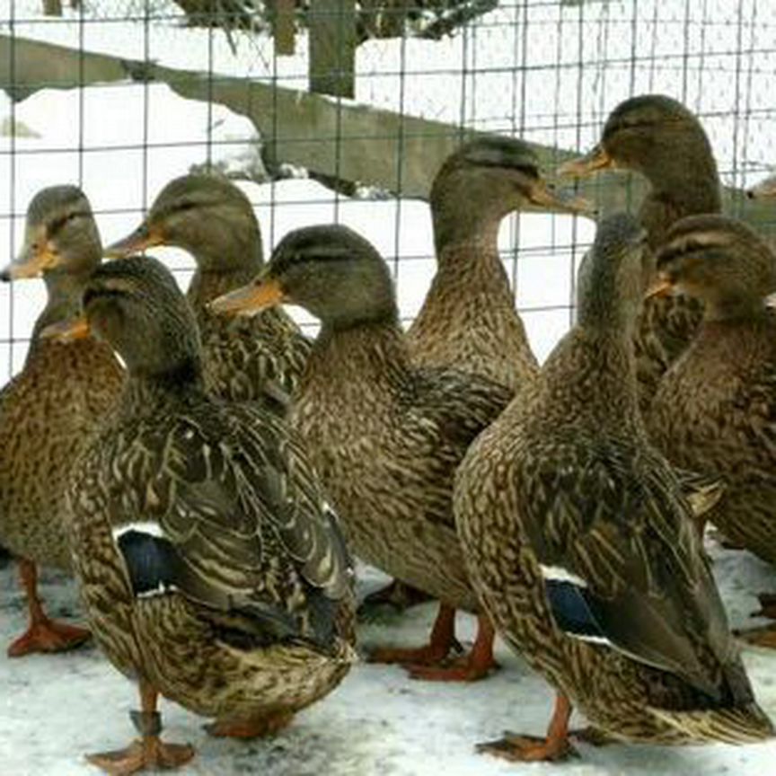 Подсадные утки для охоты
