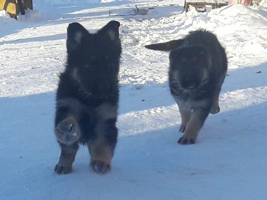 Немецкая овчарка