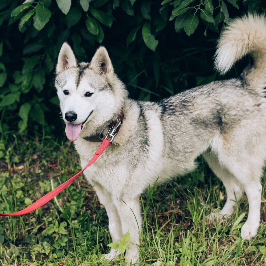 Метис хаски из приюта