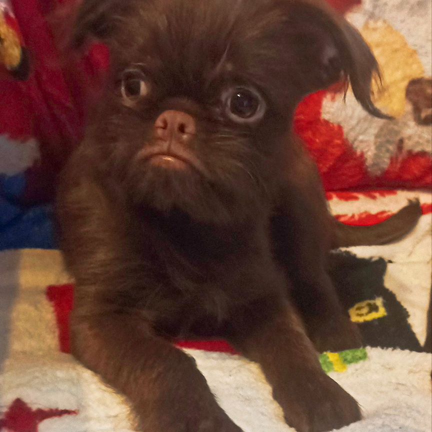 Шоколадный мальчик гриффон