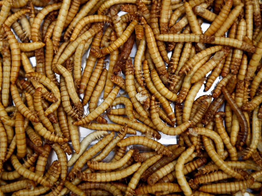 Мучной червь