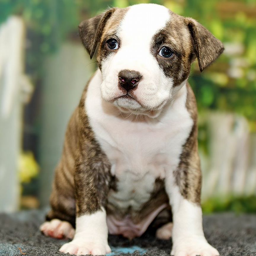 Американский стаффордширский терьер, щенок