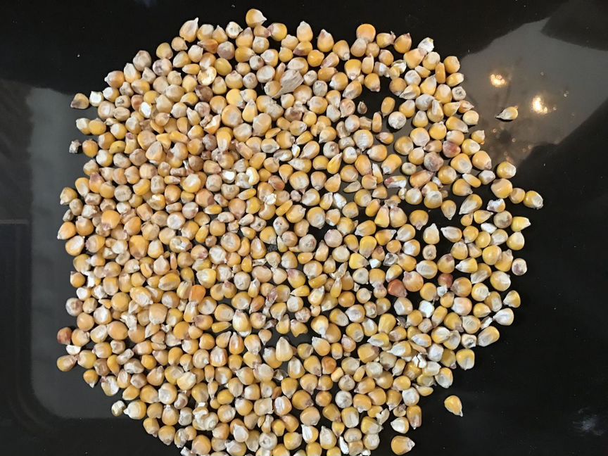 Кукуруза кормовая влажность 12