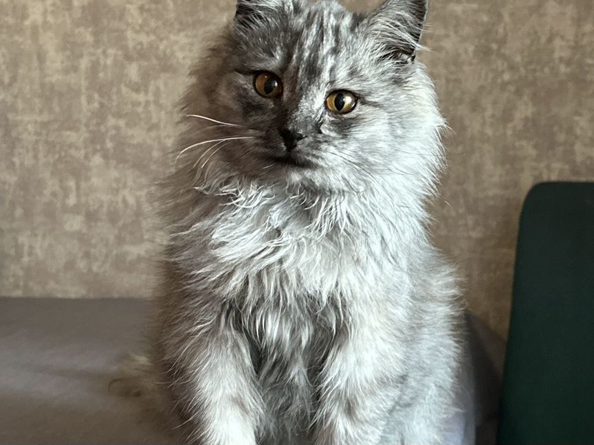 Котенок в добрые руки бесплатно