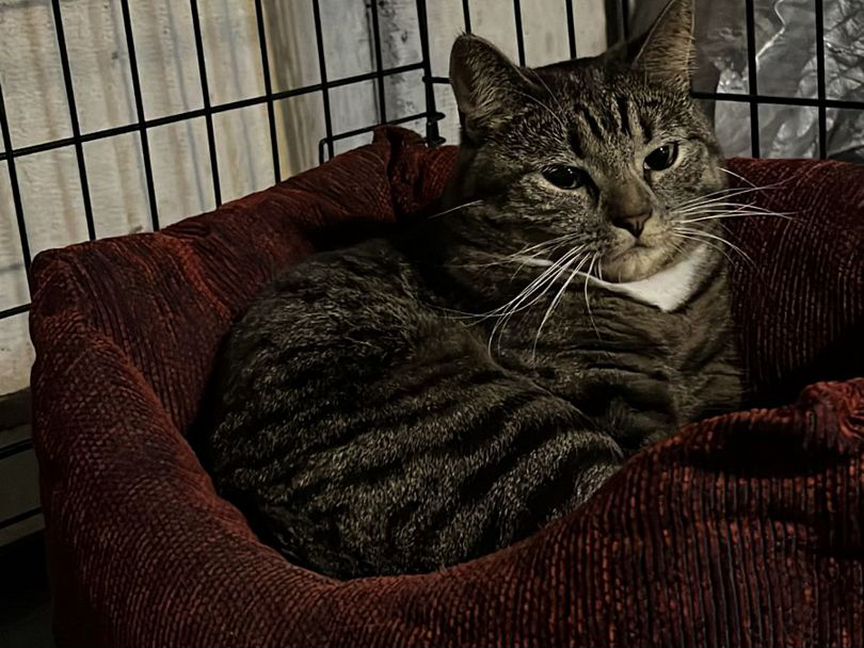 Кошечка Принцесса