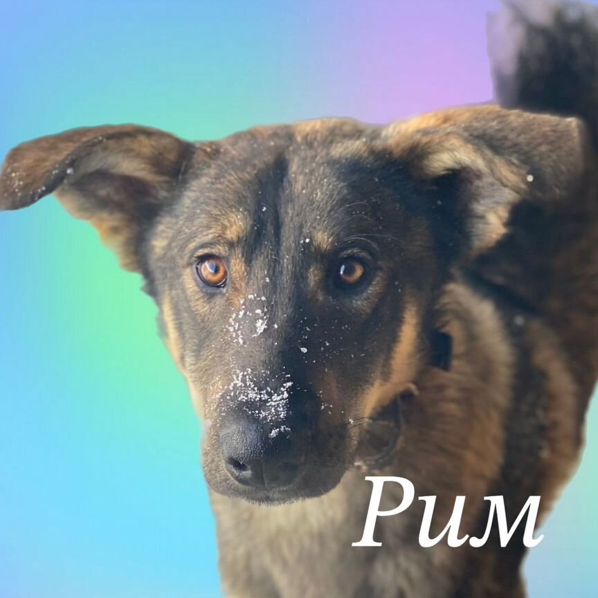 Щенок в добрые руки