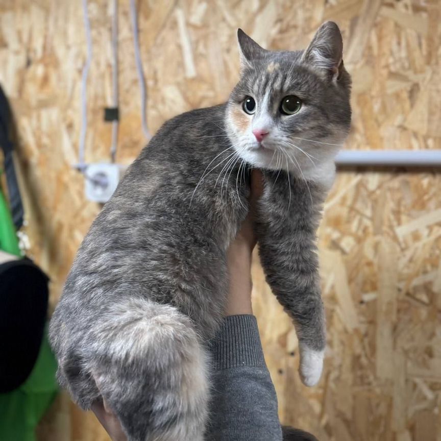 Взрослая, Девочка кошка в добрые руки