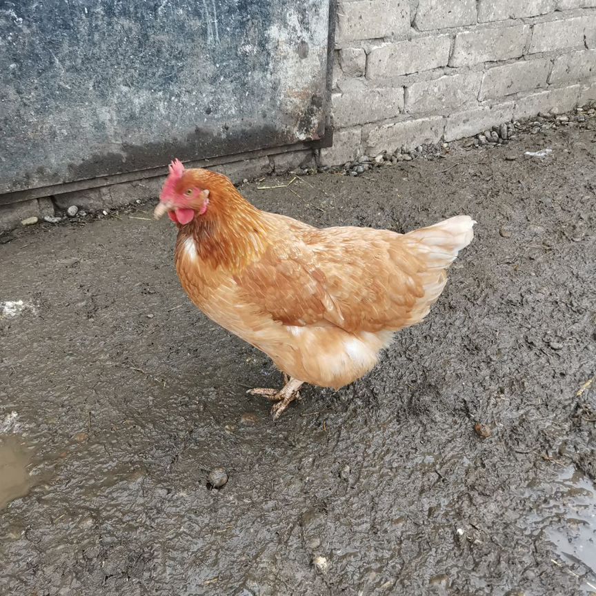 Куры несушки Ломан Браун, Коралл