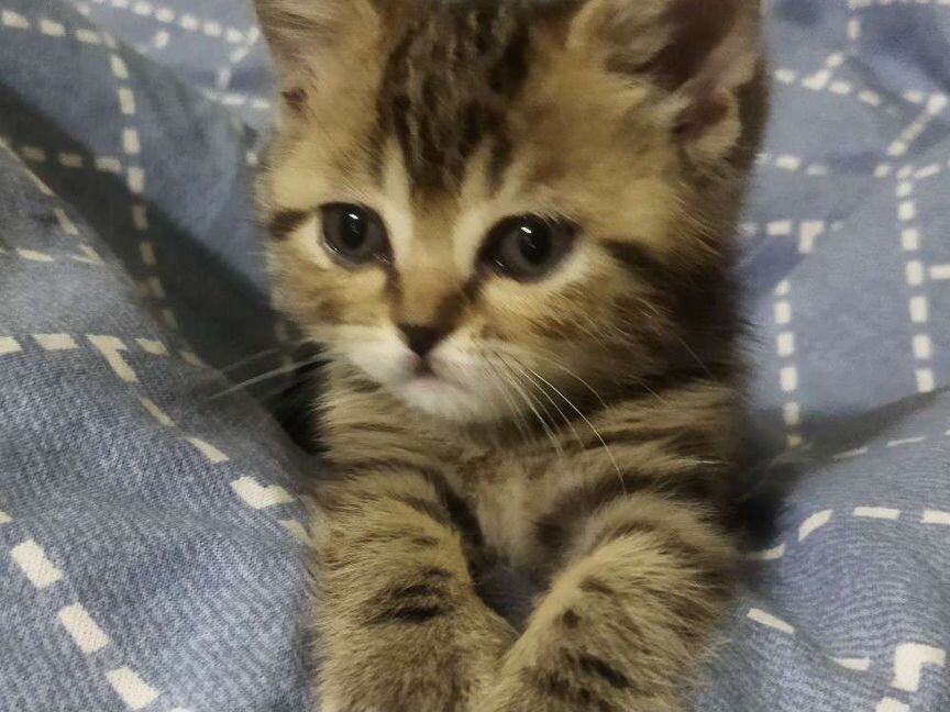 Девочка-шотландка