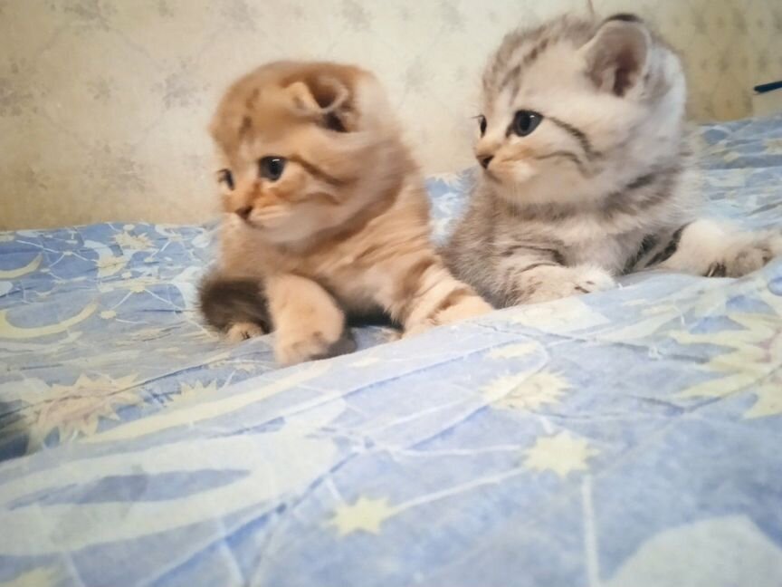 Шотландская вислоухая