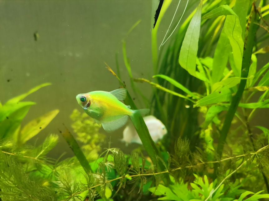 Тернеции барбусы коридорасы