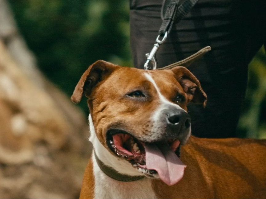 Рэда в добрые руки