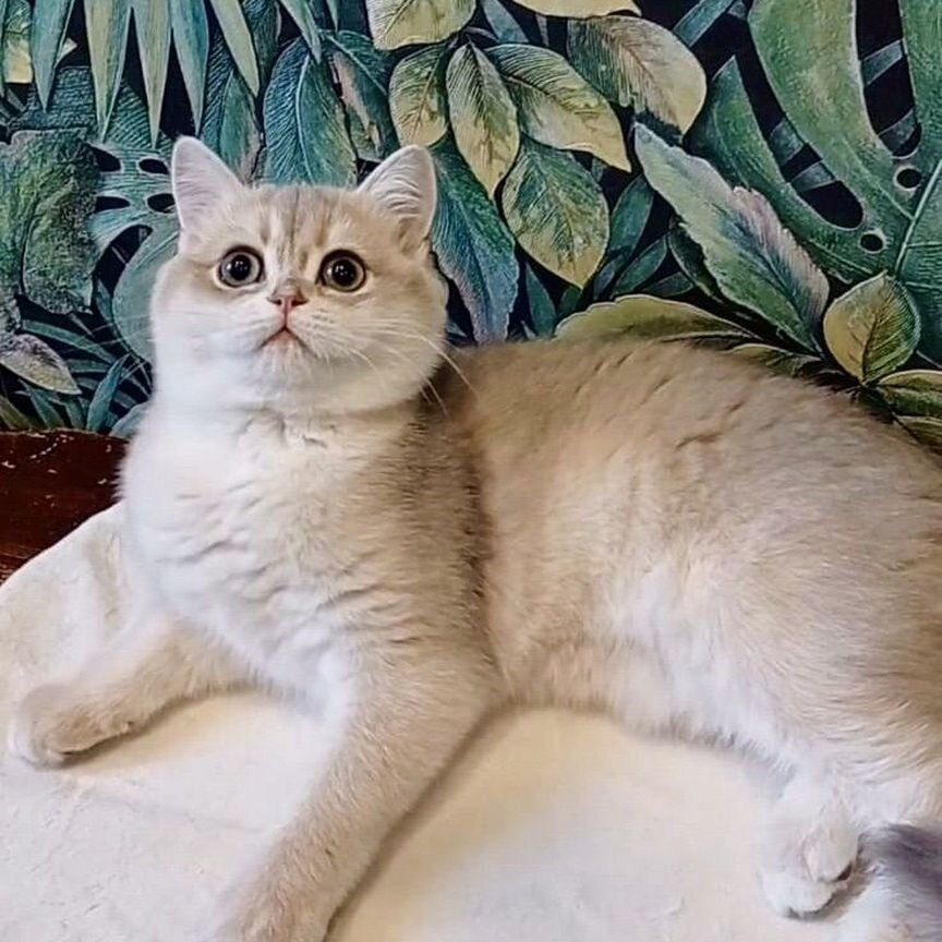 Кошечка голубое золото