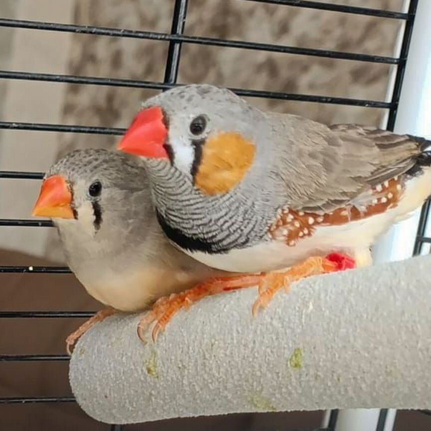 Зебровые амадины