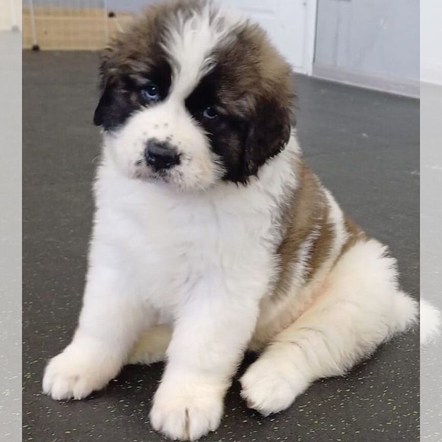 Московская Сторожевая