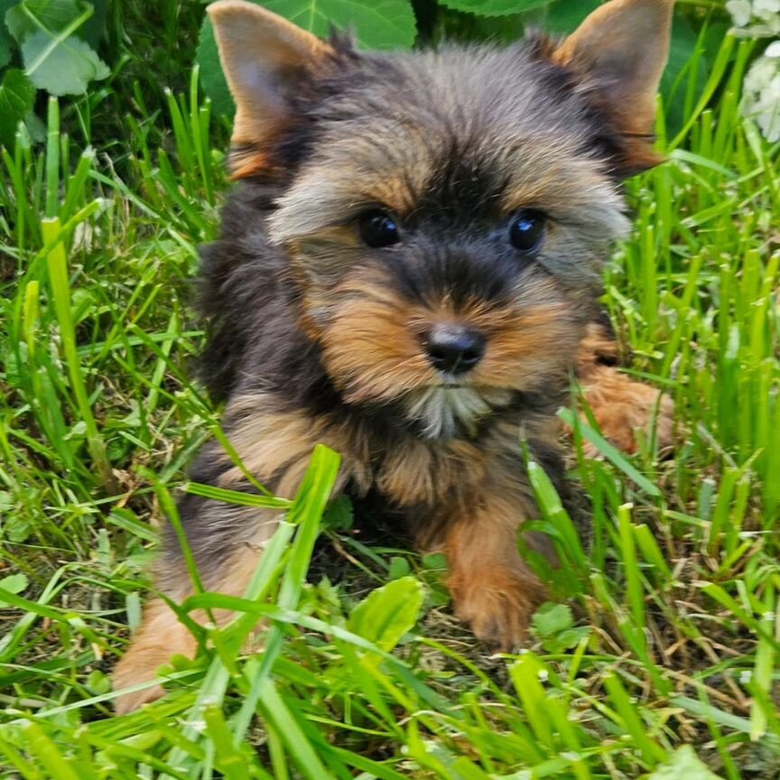 Мальчики и девочка йоркширского терьера