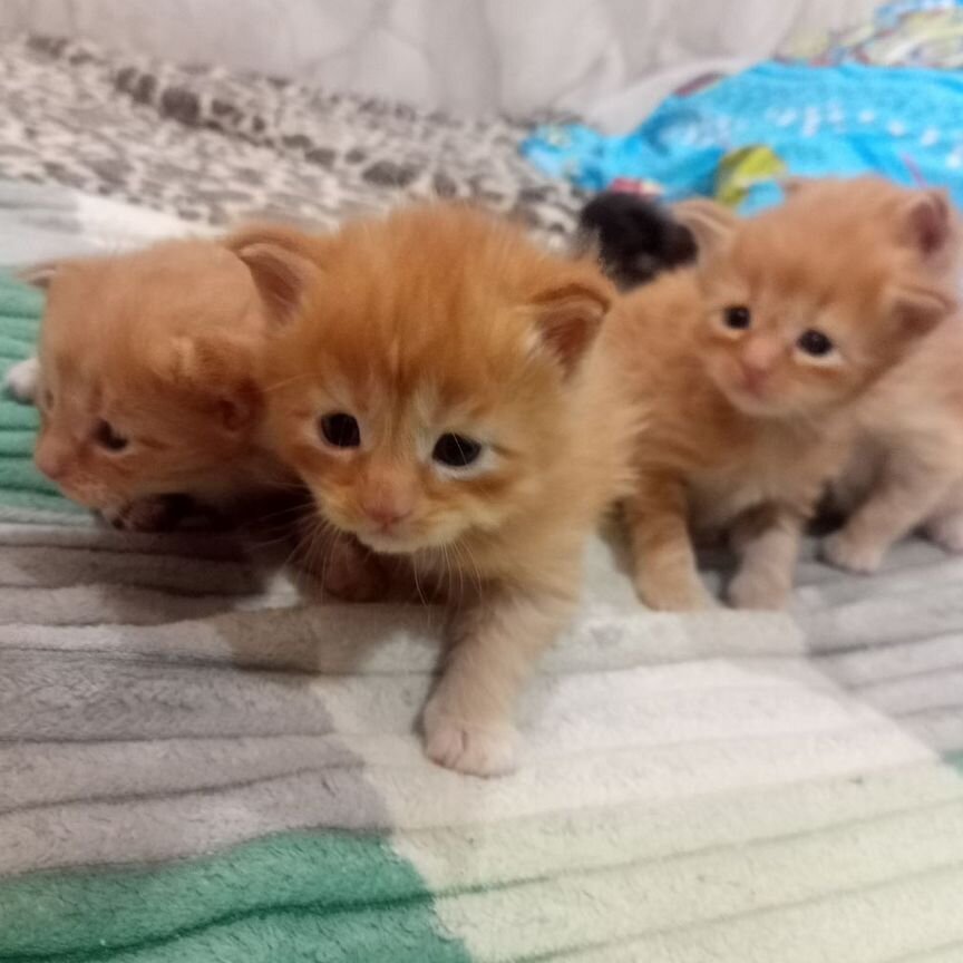 Мейн-кун котёнок