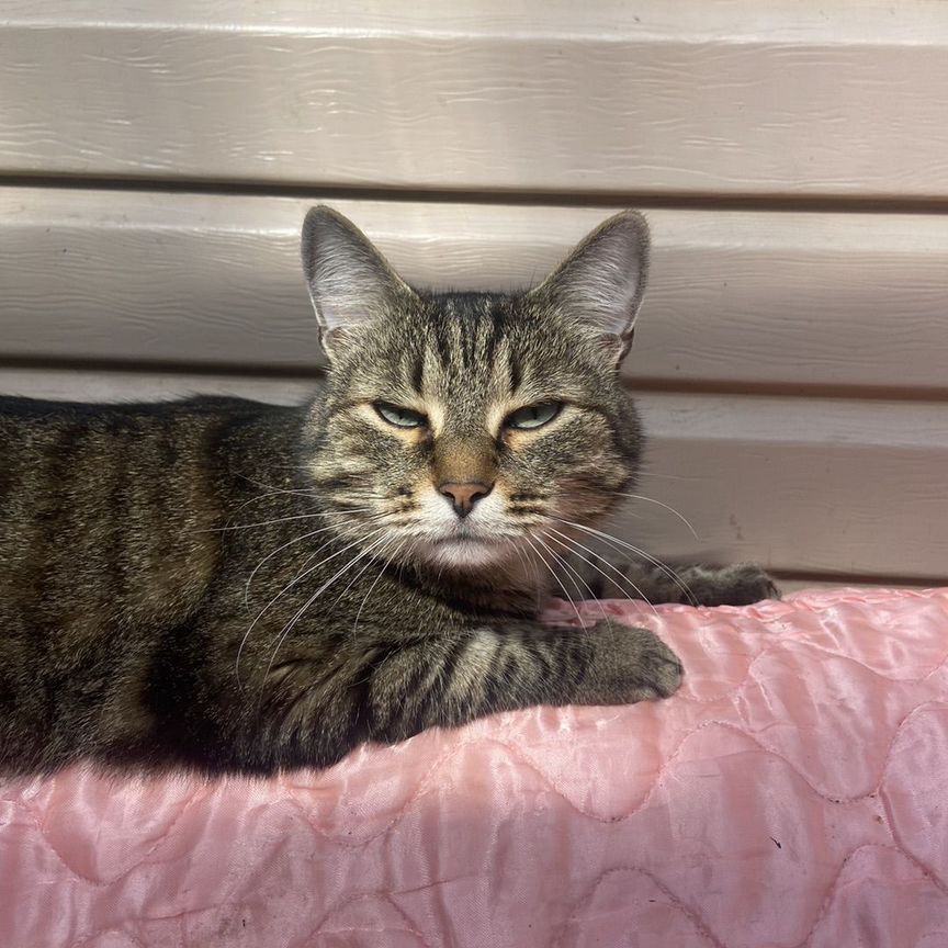 Европейская кошка