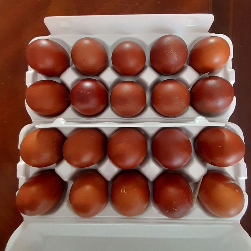 Инкубационное яйцо маран черномедный