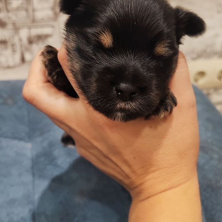 Йоркширский терьер щенки