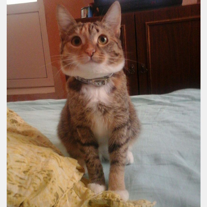 Кошечки породистые