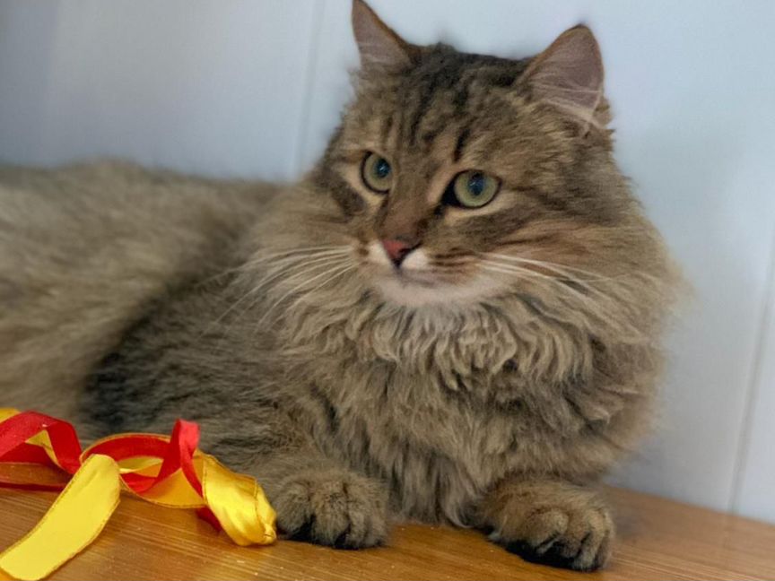 Сибирский кот Кузя в семью