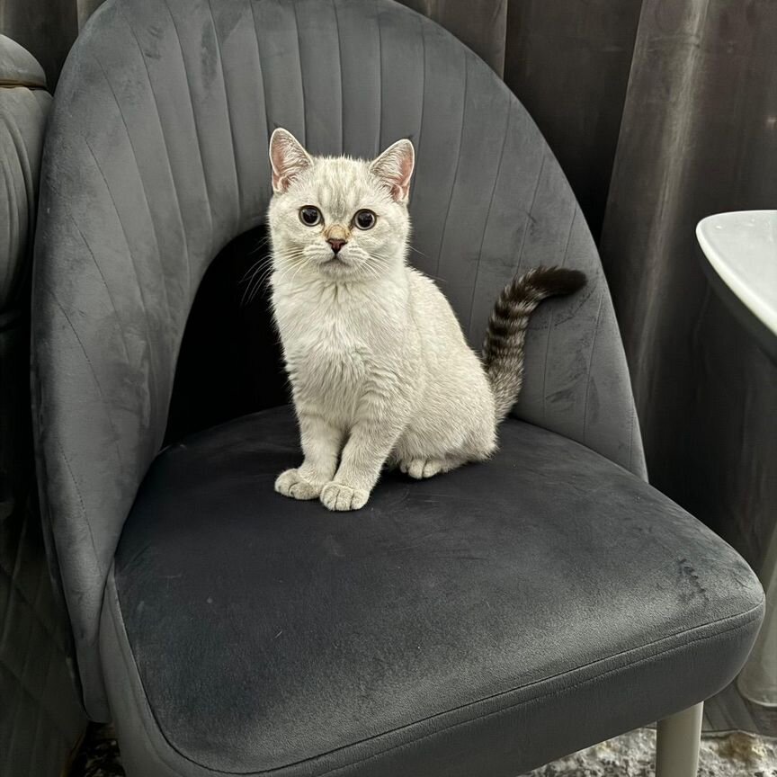 Манчкин кошка котенок