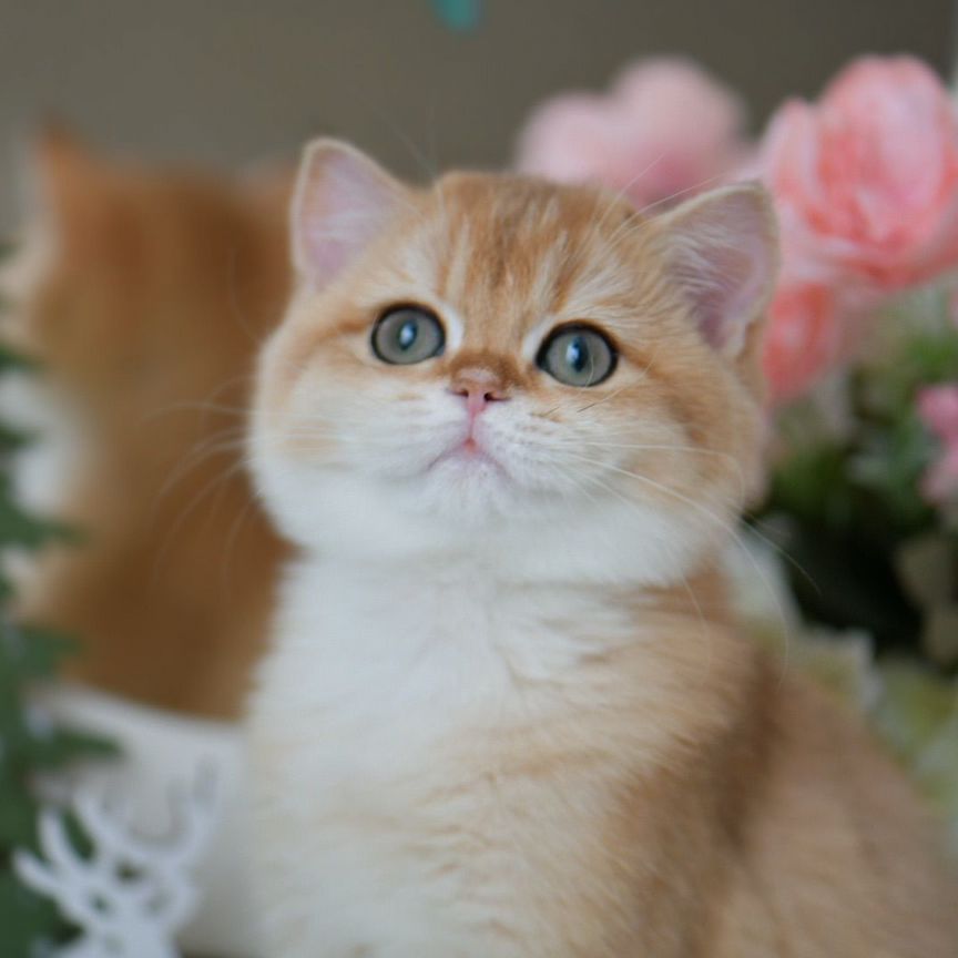 Британская золотая шиншилла