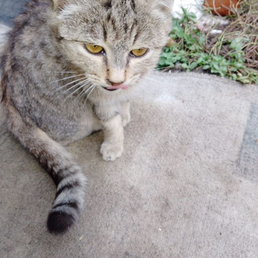 Котёнок, мальчик, 2,5 месяца