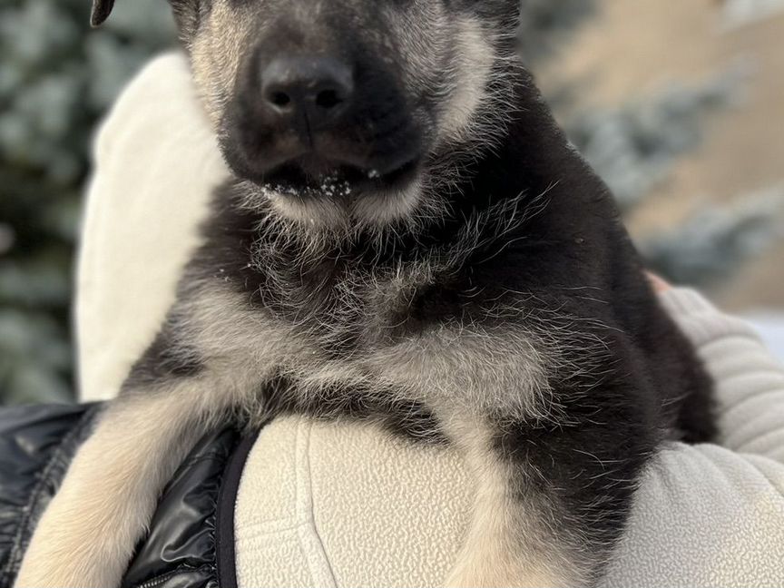 Щенки восточноевропейской овчарки