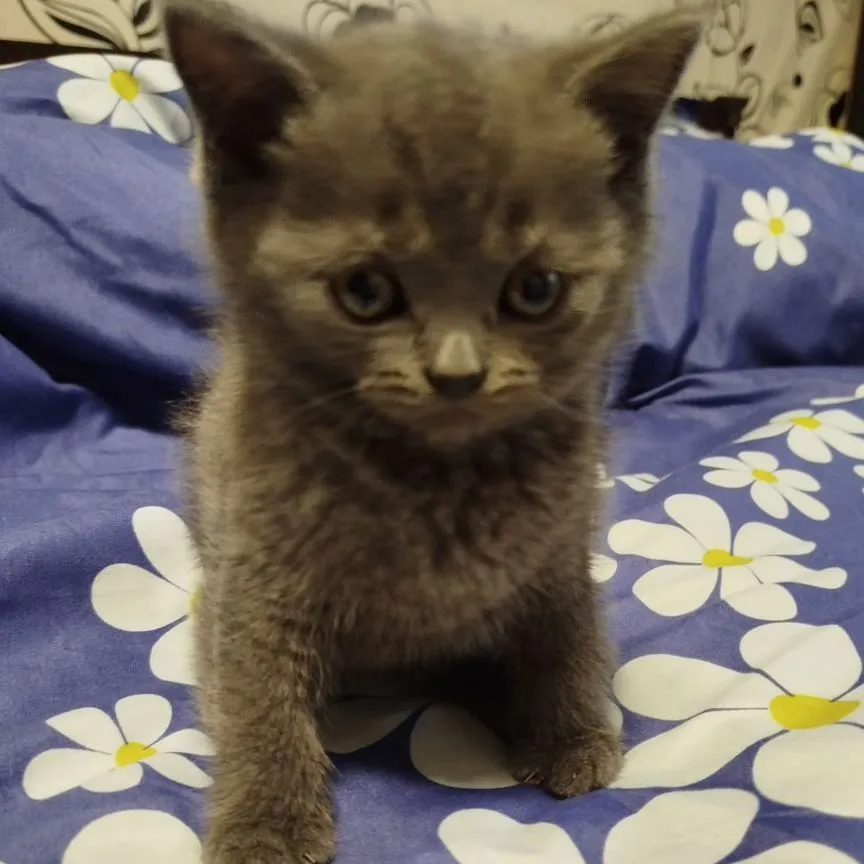 Британские котята