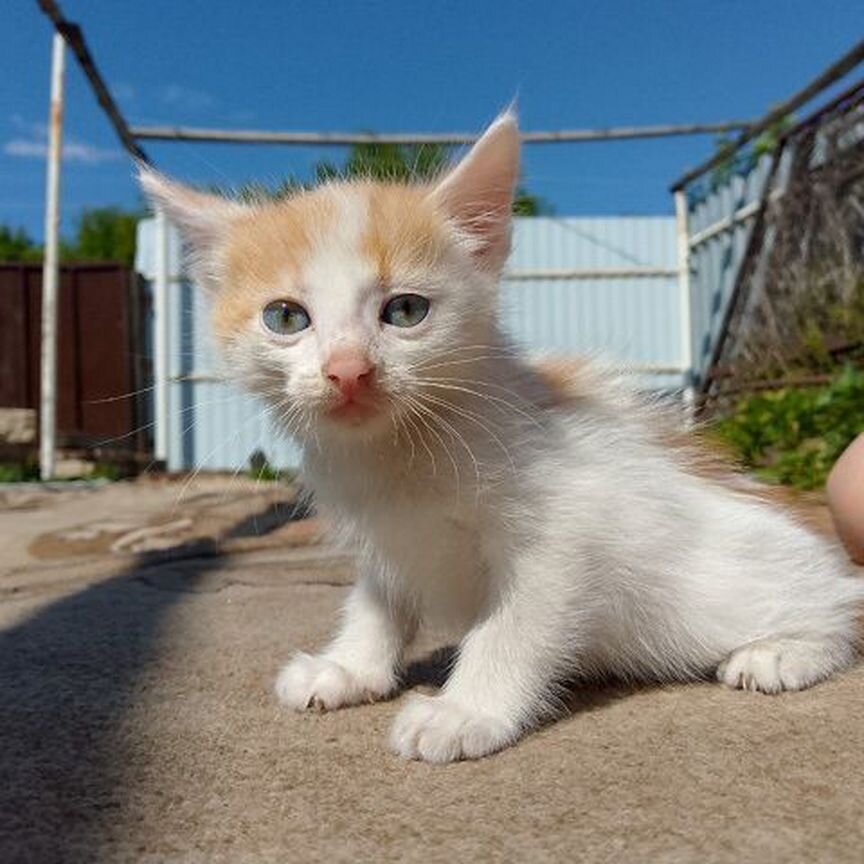 Котята в добрые руки