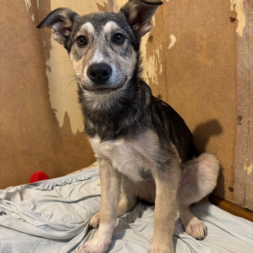 Щенок ищет родителей