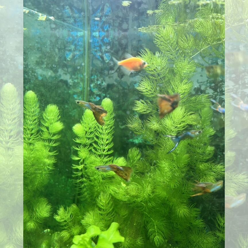 Аквариумные рыбки