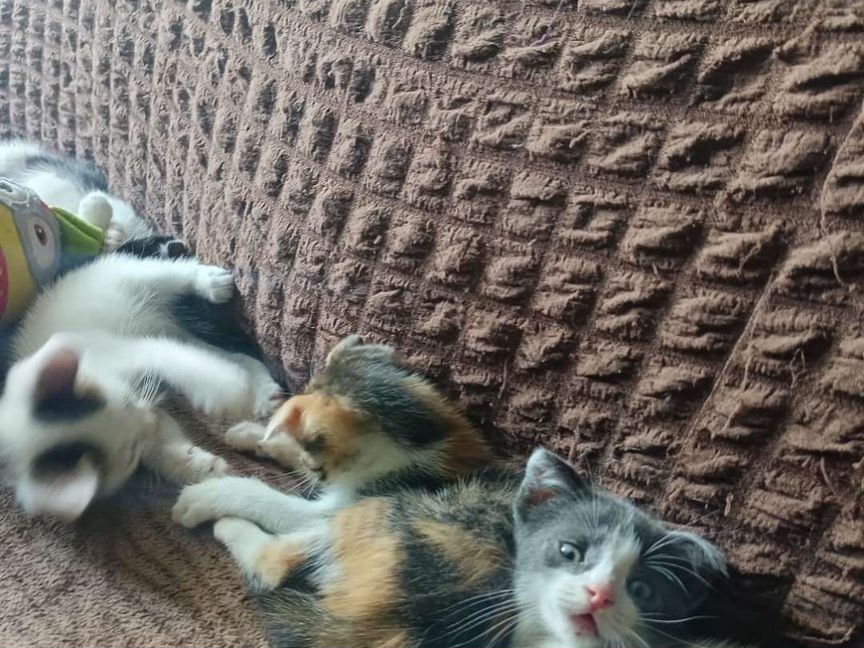 Котята в хорошие руки