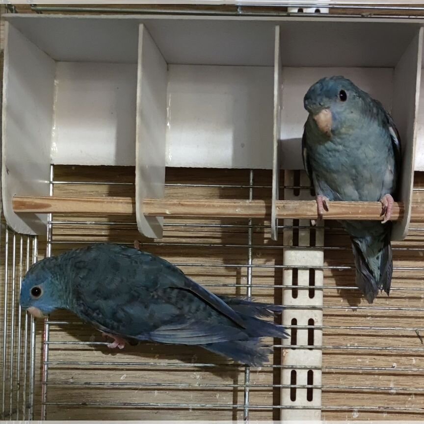 Толстоклювые попугаи Катерины