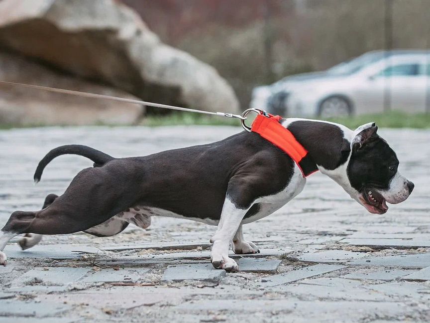 Стафф ищет семью