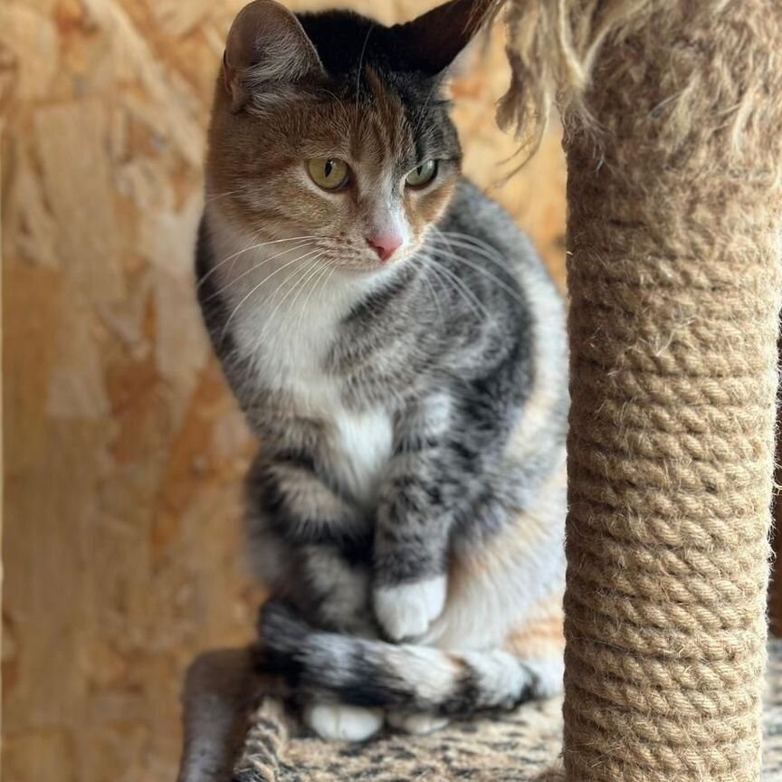 Взрослая, кошка в добрые руки