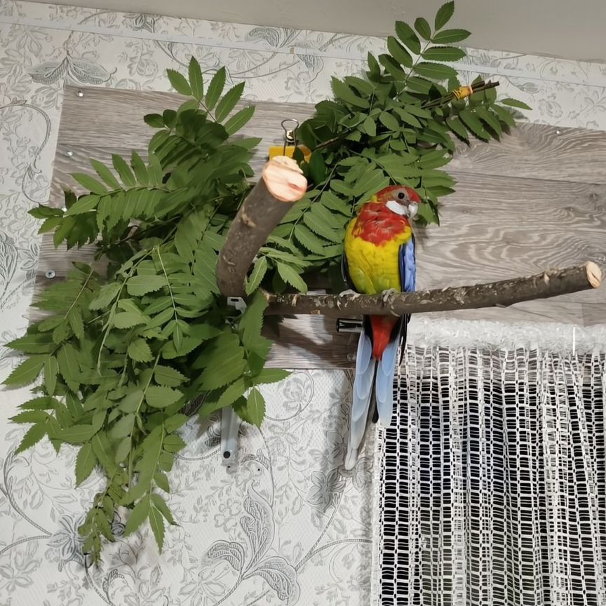 Попугай Иннокентий