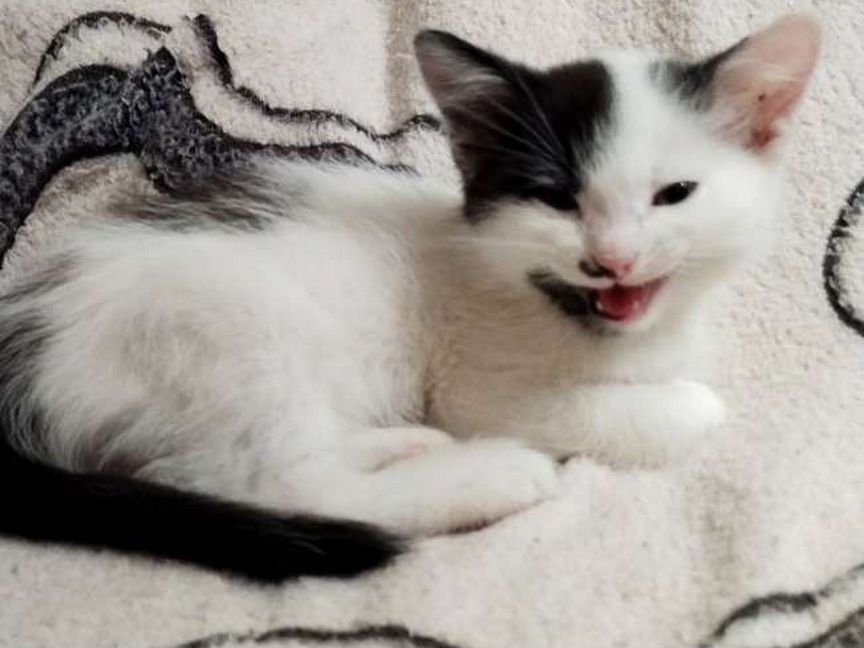 Котята в добрые руки бесплатно