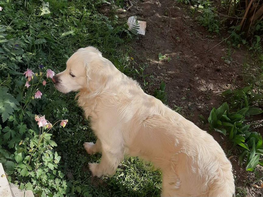 Красавец мужчина золотистый голден