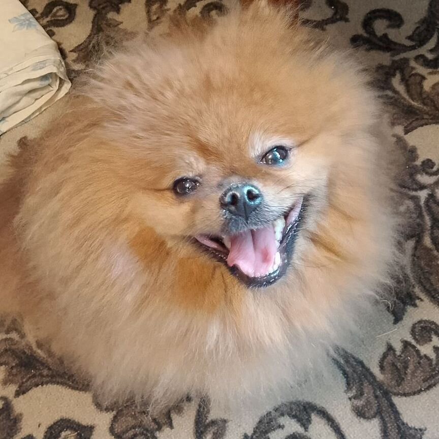 Немецкий шпиц, взрослая собака