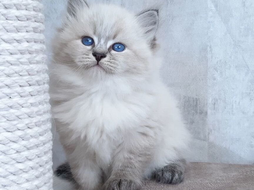 Котята невские маскарадные